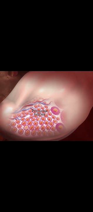 Female Sex Cell Medicine Health Doctor Mbbs Us Youtubeshorts Ytshorts Usa Youtube