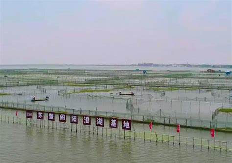 苏蟹阁大闸蟹 大闸蟹礼券价格礼盒团购 苏蟹阁大闸蟹全国直营连锁品牌