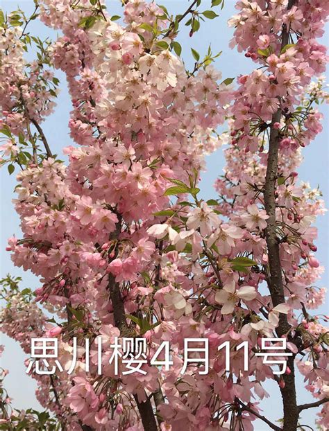 中樱系列 龙柏苗 小龙柏 阳光樱 高干晚樱 高杆晚樱 高杆染井吉野樱 松月樱 普贤象樱 染井吉野樱 高干早樱 蓝冰柏 一叶樱