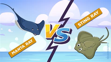 What Is The Difference Between Manta Ray Vs Stingray Sharksinfo