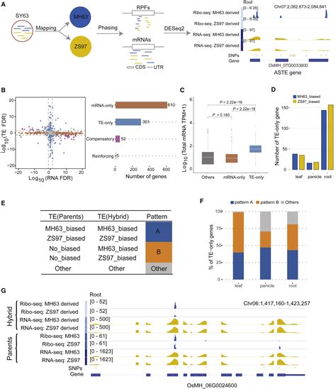 Ribosome Profiling Reveals The Translational Landscape And Allele