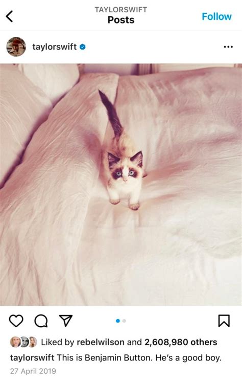 Everything You Need To Know About Taylor Swifts Cat Benjamin Button