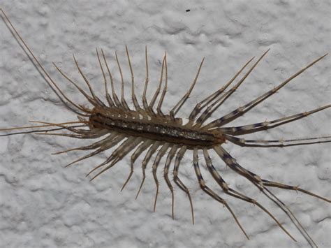 Order Scutigeromorpha