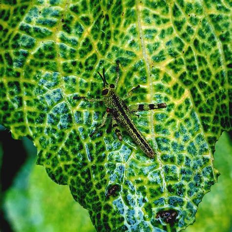 A Small Bright Green Grasshopper With Distinctive Black Stripes