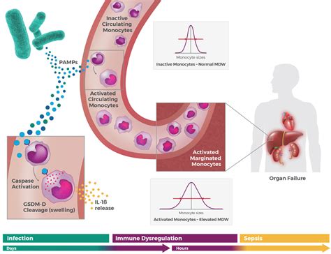Monocyte Distribution Width Beckman Coulter