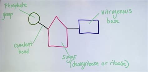 2 6 Structure Of DNA And RNA Flashcards Quizlet