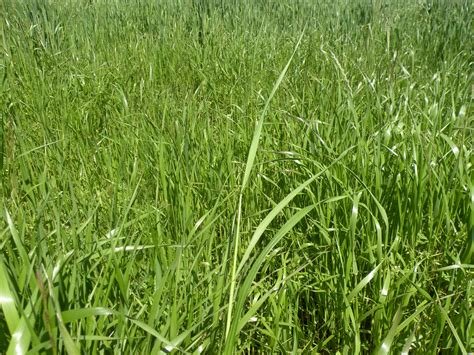 Ryegrass Haylage A Growing Interest Southeast Cattle Advisor