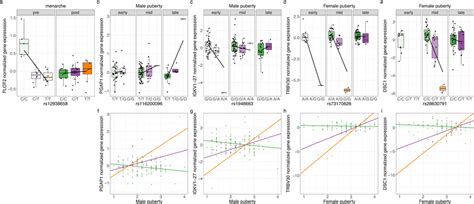 Genetic Variation Interacts With Pubertal Status To Influence Gene Download Scientific Diagram