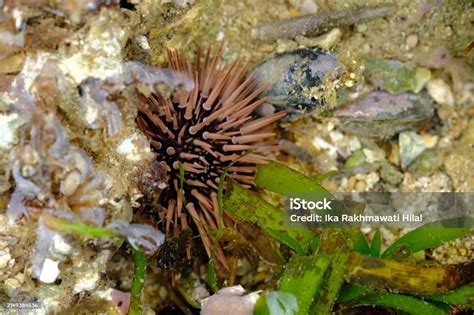 Sea Urchins Are Round Spiny Echinoderms In The Class Echinoidea Sea Urchin On Tropical Coral