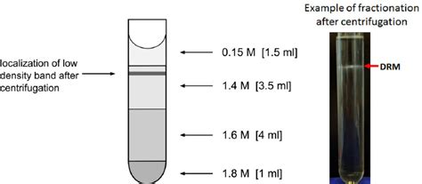Enrichment Of Low Density Membrane Fractions Representation Of Sucrose