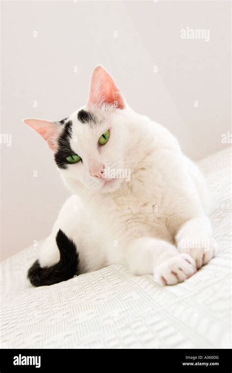 A White Cat With Black Spots And Yellow Eyes Reaching One 51 Off