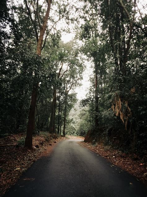 Alone Forest Nature Free Photo On Pixabay Pixabay