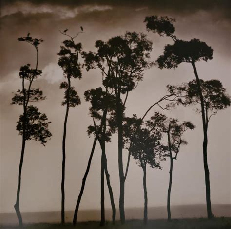 Sold At Auction Nick Brandt Nick Brandt Storks In Treetops Maasai Mara 2002
