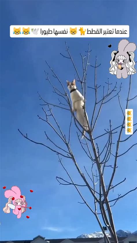 😹😹😹😹😹😹قططجميله قططصغيرة قطةكيوت قطط قطةكيوت قطط Catsofworld