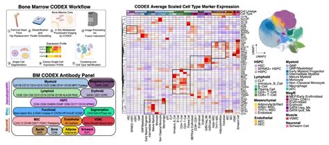 Cell：如何升华你的单细胞数据——phenocycler Fusion空间单细胞蛋白组学（简称pcf 原codex）联合scrna Seq解析骨髓微环境 知乎