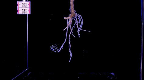 colmap structure from motion and multi view stereo pythonrepo