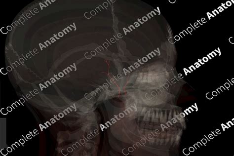 Deep Temporal Arteries Left Complete Anatomy