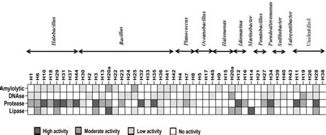 Heat Map Showing The Enzymatic Hydrolytic Potentials Of Halophilic Download Scientific Diagram