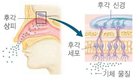 1 1 감각 기관 네이버 블로그