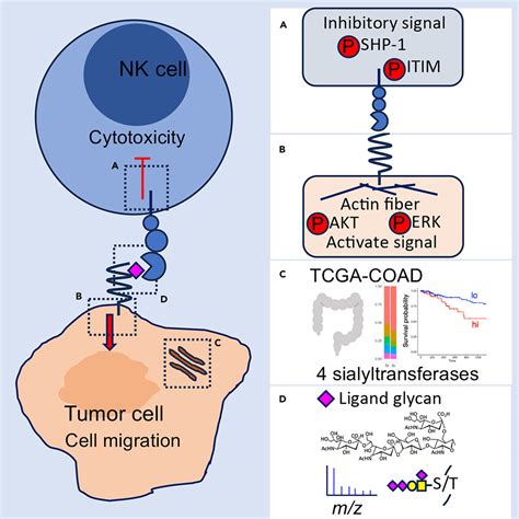 Bidirectional Signals Generated By Siglec 7 And Its Crucial Ligand Tri