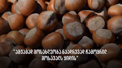 შალამბერიძე თხილის ფასი ხარისხთან ერთად გაიზრდება Netgazeti • თხილი • Netgazeti Ge