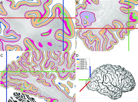 Cortical Layers In 3d Six Cortical Layers Segmented On The 3d Volume Download Scientific