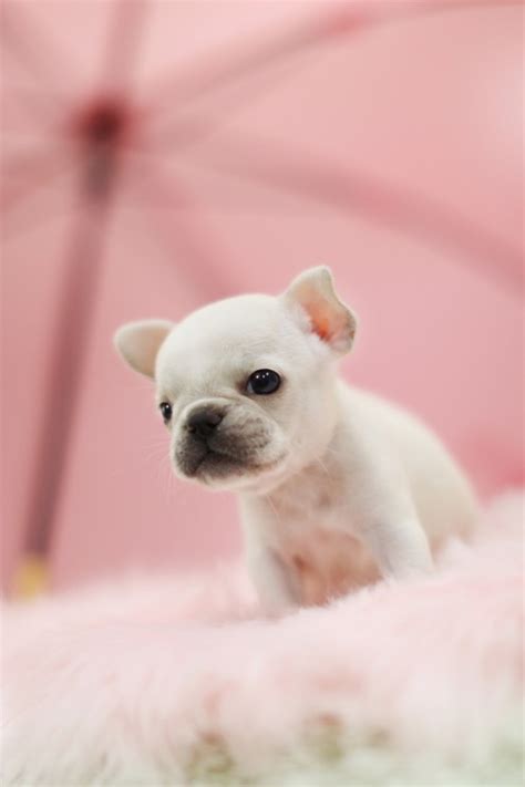 프렌치불독분양 쫑긋이 화이트프렌치불독분양 웰시코기분양 프렌치불독분양 보스턴테리어분양 이탈리안그레이하운드분양 베들링턴테리어분양 셔틀랜드쉽독분양 코카스파니엘분양 퍼그분양