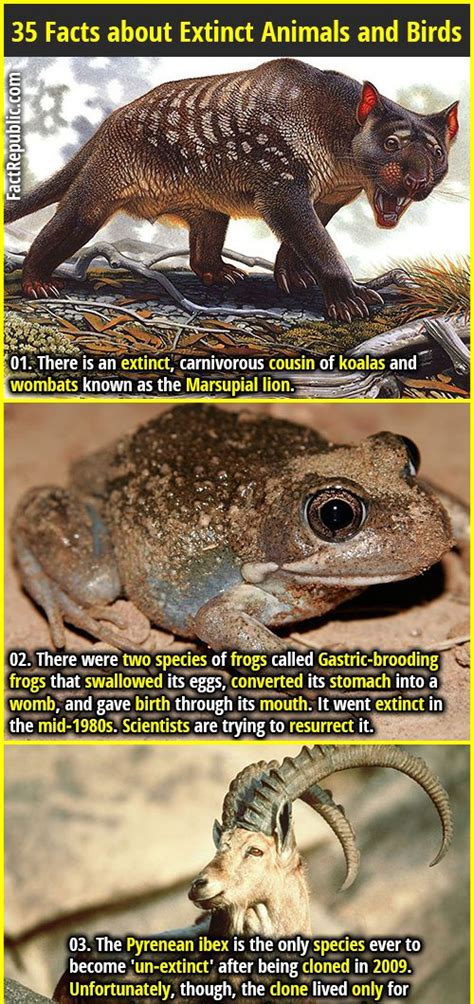 Facts About Extinct Animals And Birds