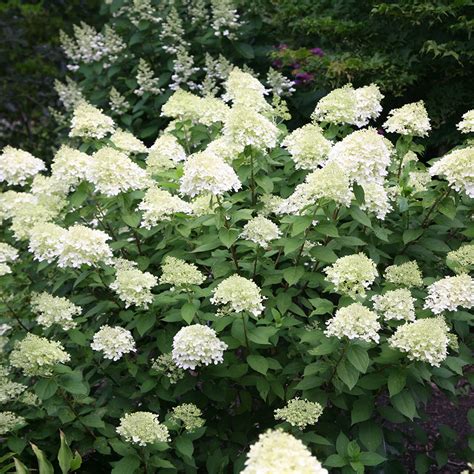 Hydrangea Paniculata Tree