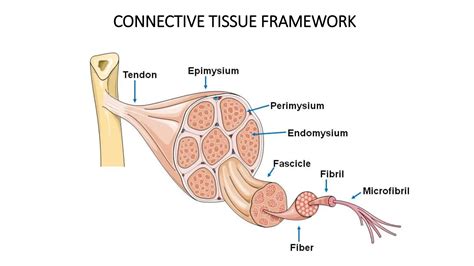 Musculartissue For Cssd Pptx Copy Pptx