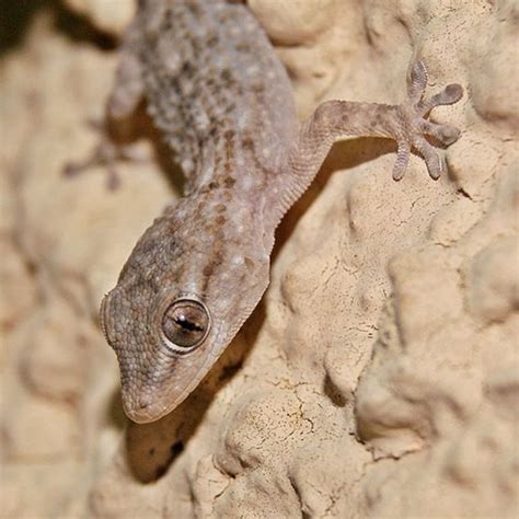 Camouflage Lizard