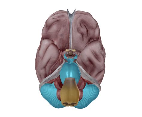 Diagramme De Système Nerveux Central Quizlet