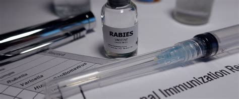 Rabies In Dogs And Cats Explained World Rabies Day Guide