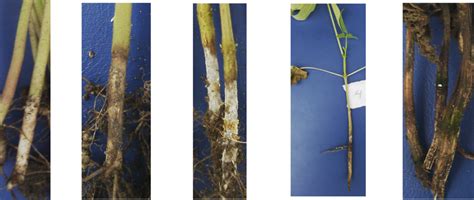 Low Cost Phenotyping Of Root Rot Diseases For Common Bean Pabra