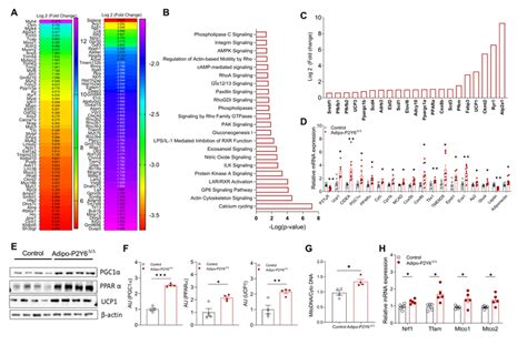 Iwat Remodeling To Beige Phenotype In Adipo P2y6 ΔΔ Mice A Rna Seq