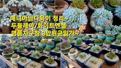 💥매니아다육이정리💥화이트엔젤군생3만원 두둘레아군생3만원자구번식명품창3만원균일가로 득템하세요 화이트엔젤 안소니 화리노사 명품창 Youtube