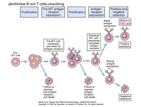 7 B And T Cells Receptor Rearrangemang Cytotoxiska Celler Kap 17 18
