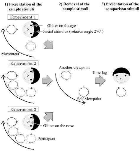 Corrective Procedures In Experiment 1 2 And Mutual Gaze Condition In Download Scientific