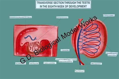 Transverse Section Through The Testis In The Eighth Week Of Development Embryology Model At