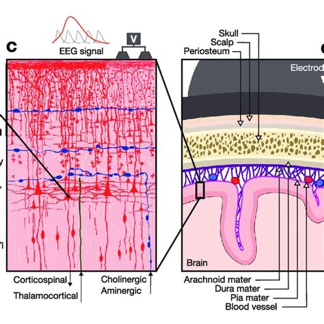 neurophysiological basis of eeg a eeg signals reflect electrical download scientific diagram