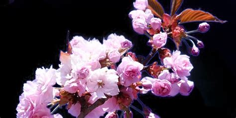 Complete Guide To Using Photoshops Background Eraser Tool