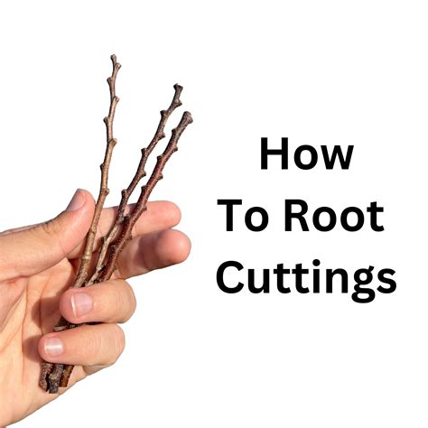 The Ultimate Guide To Rooting Plant Cuttings A Universal Approach Rare Plant Cuttings