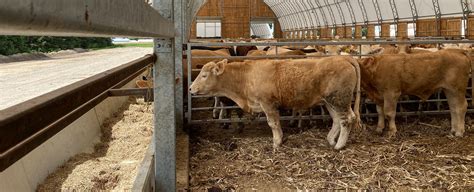 Hoop Buildings For Cattle Livestock Fabric Buildings