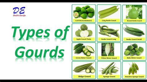 Types Of Gourd Vegetables