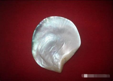 喜欢珍珠的你，不一定会知道它：珍珠母贝珠宝学院memora诗普琳