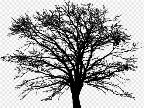 Drawing Desktop Winter Tree Branch Monochrome Twig Png PNGWing