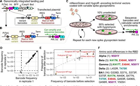 Figure 1 From Pseudotyped Virus Infection Of Multiplexed Ace2 Libraries Reveals Sars Cov 2