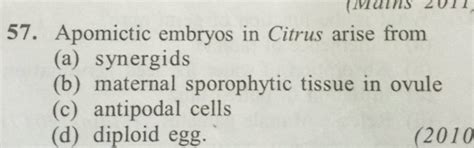Apomictic Embryos In Citrus Arise From Filo