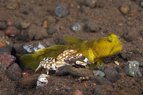 Facts About Snapping Shrimp
