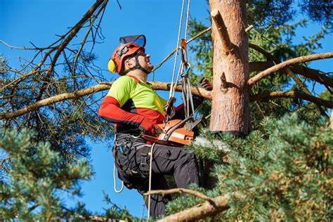 Know The 5 Reasons To Implement Tree Lopping Technique